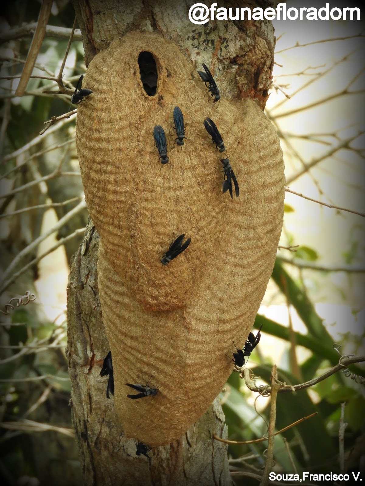 FAUNA E FLORA DO RN: Marimbondo Tatu Synoeca surinama (Linnaeus, 1767)