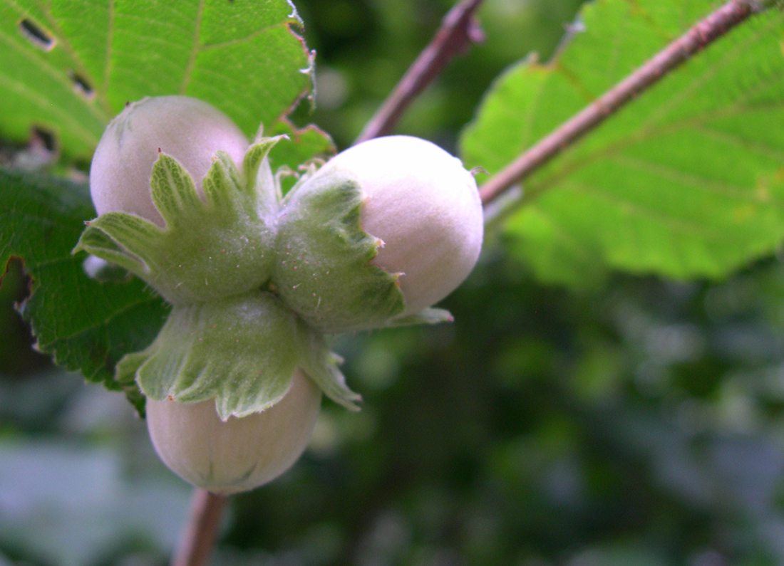 Á R B O L E S (T R E E S) y P A L M E R A S (P A L M S): Corylus ...