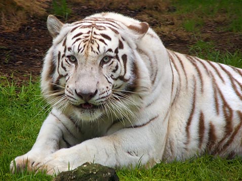 Wild Catz Jungle: THE MALTESE TIGER