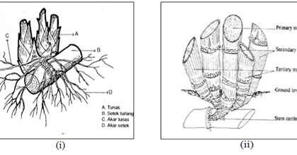 Budidaya Tebu Indonesia: Akar Tanaman Tebu