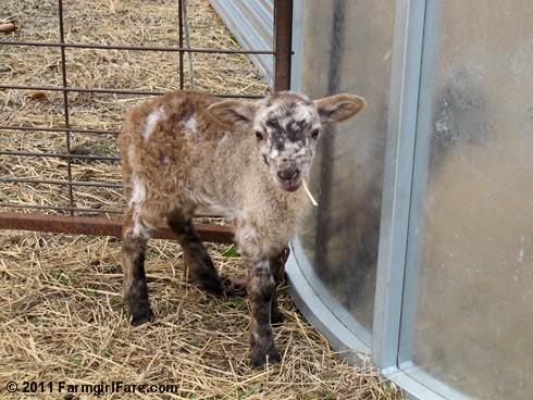 Farmgirl Fare: Monday Dose of Cute: Random Lamb Snaps