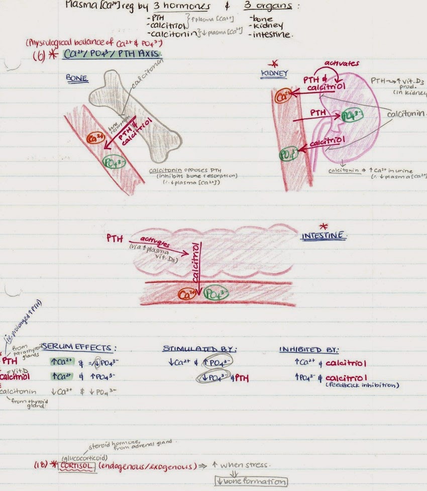 Winding Spiral Case: My Medical School Study Notes