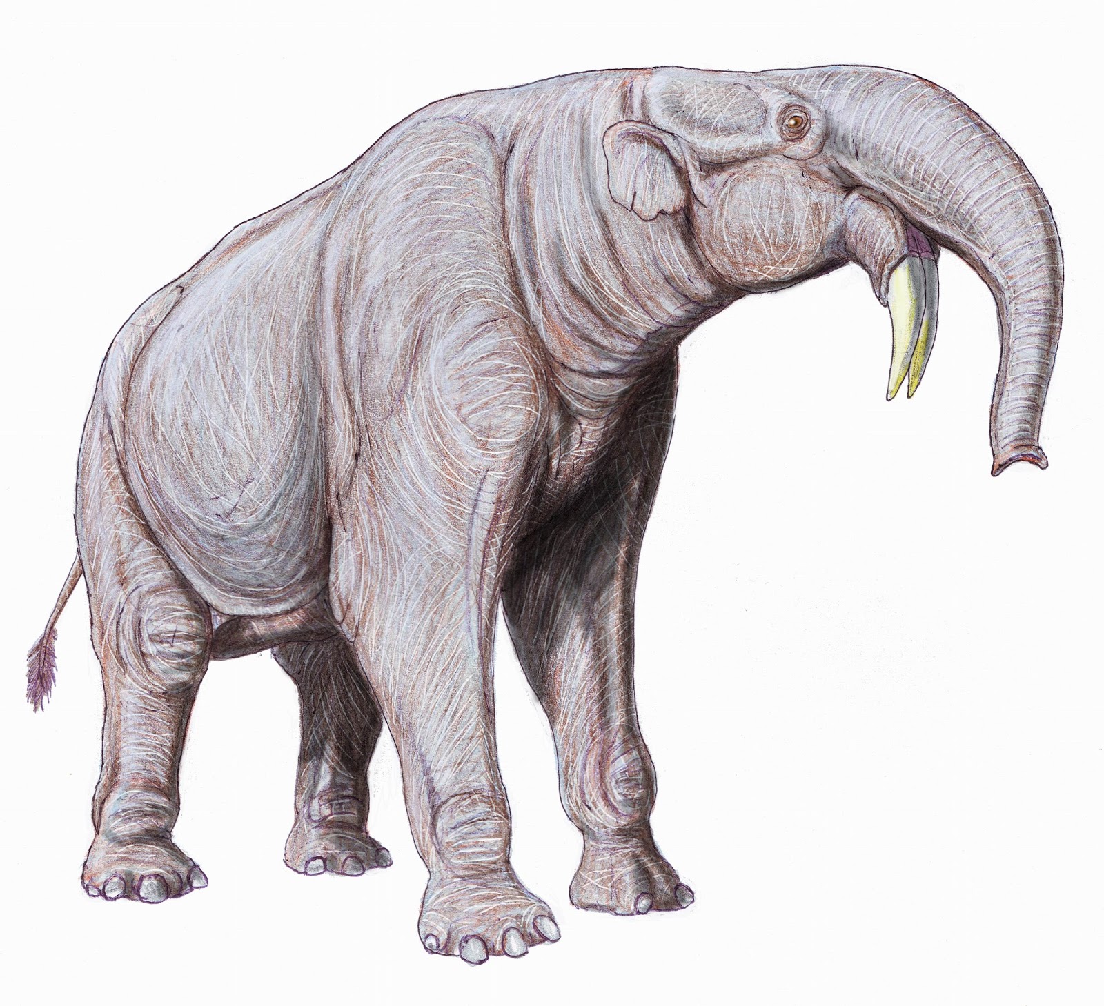 Extinct Animal of the Week: Trunks?