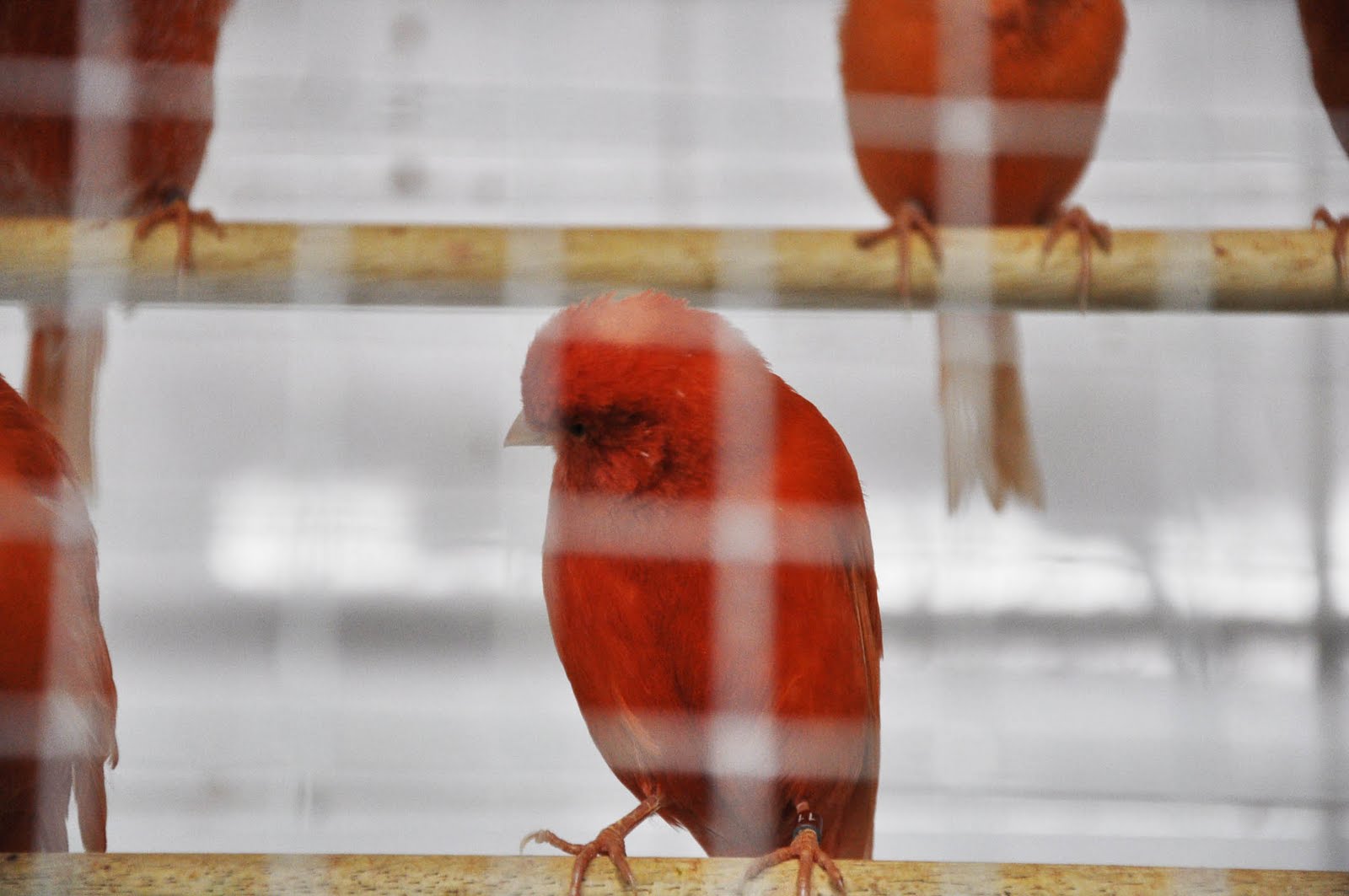 El rincón de un canaricultor...: Canarios rojos