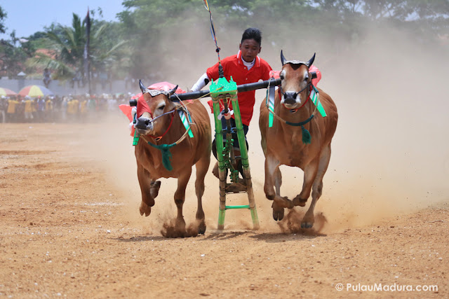 Asal Usul Budaya Kerapan Sapi Madura - Gerbang Pulau Madura