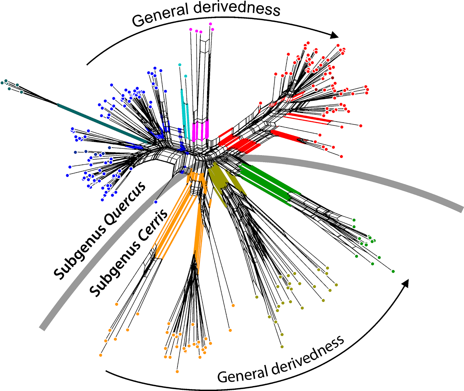 The Genealogical World of Phylogenetic Networks: Next-generation ...