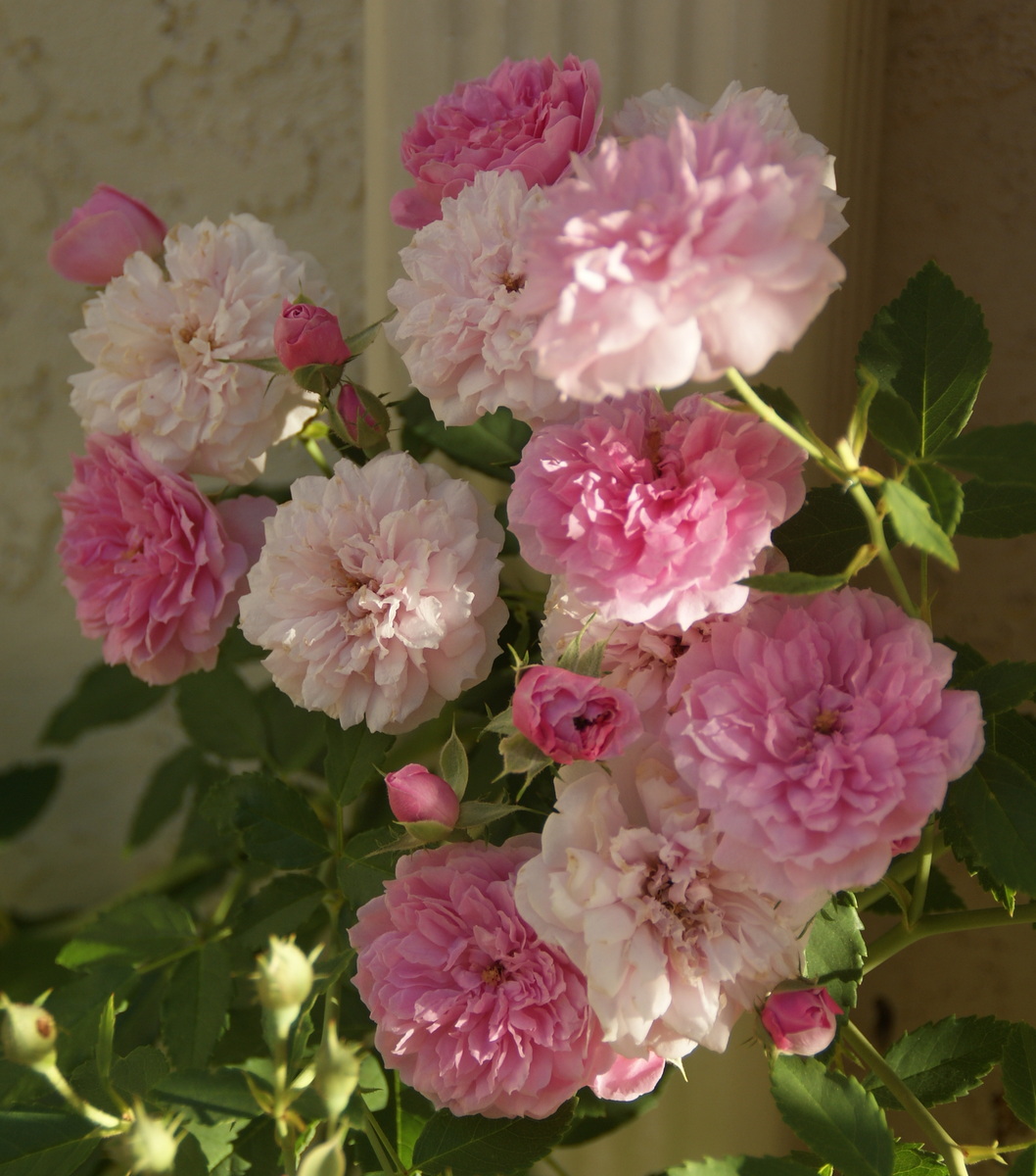 Organic Garden Dreams: October Roses