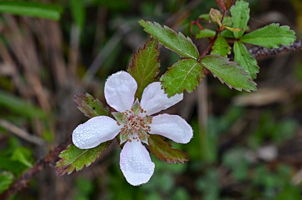 Space Coast Wildflowers: March 2015