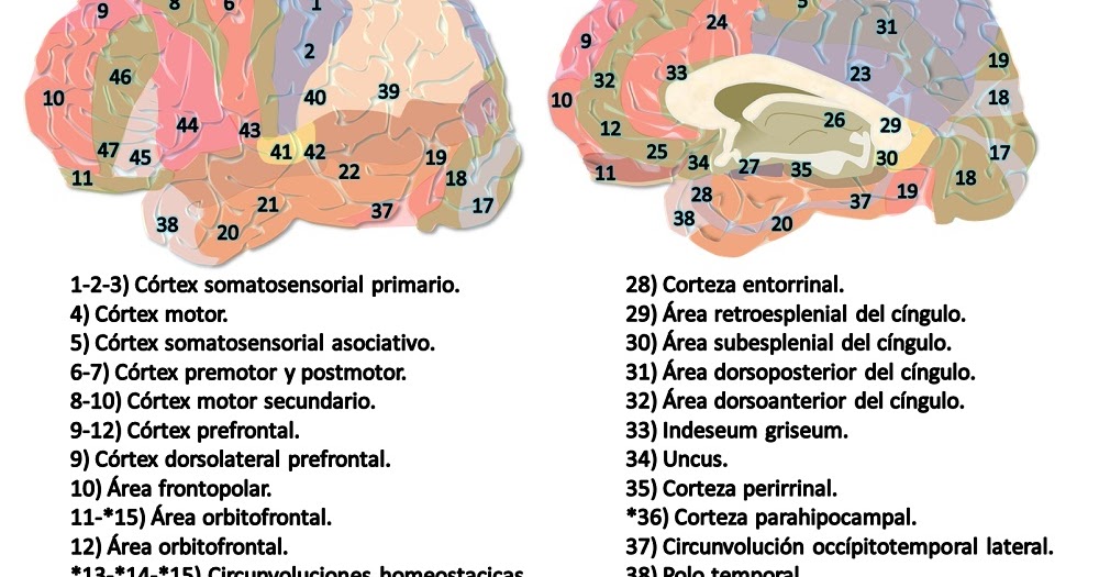 Neurofisiología: Brodmann