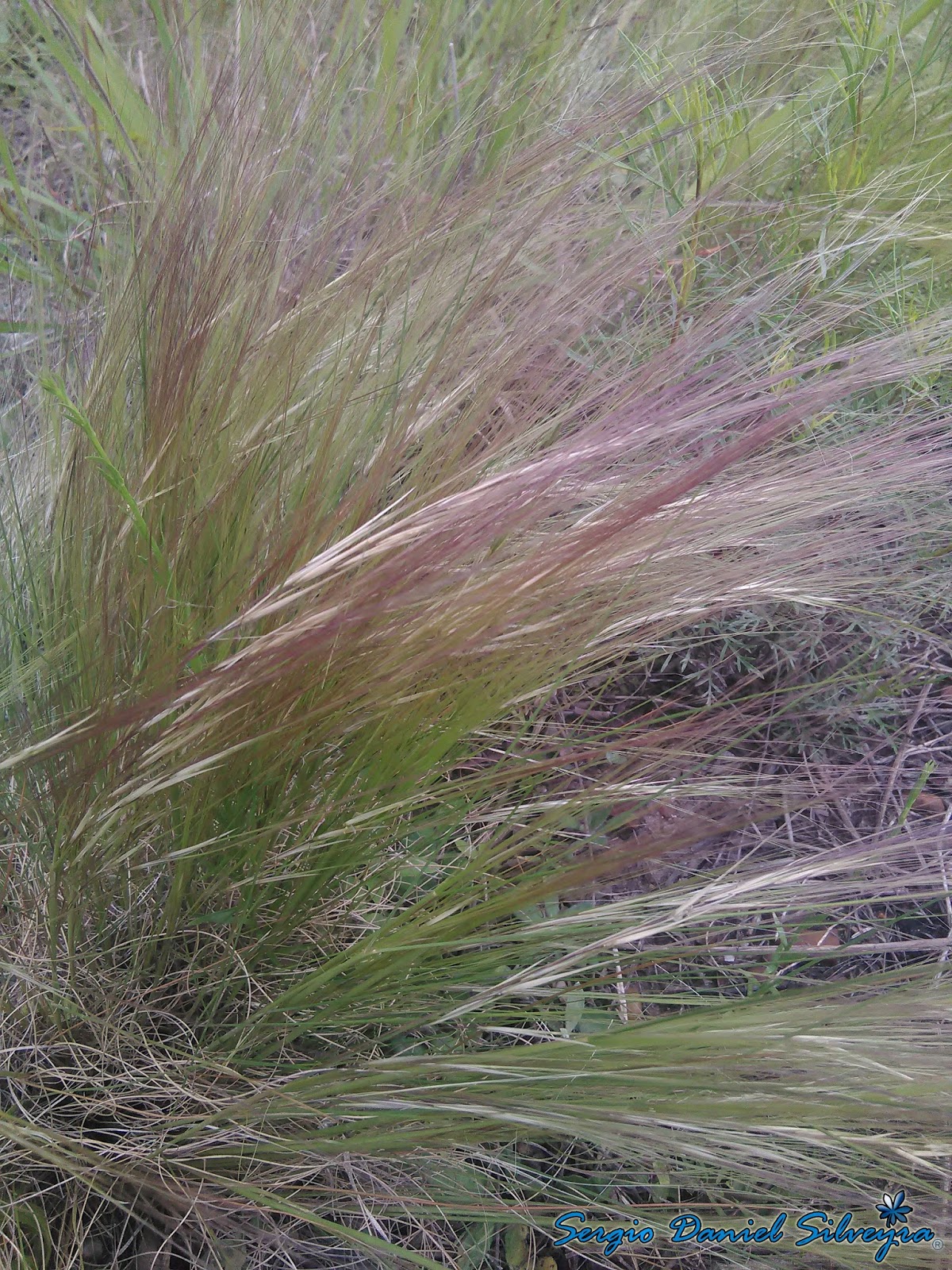 Flora Nativa de Entre Rios