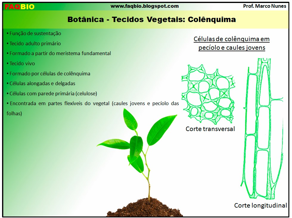 FAQBIO - Apoio ao Estudo de Biologia: Ficha resumo - Tecidos vegetais ...