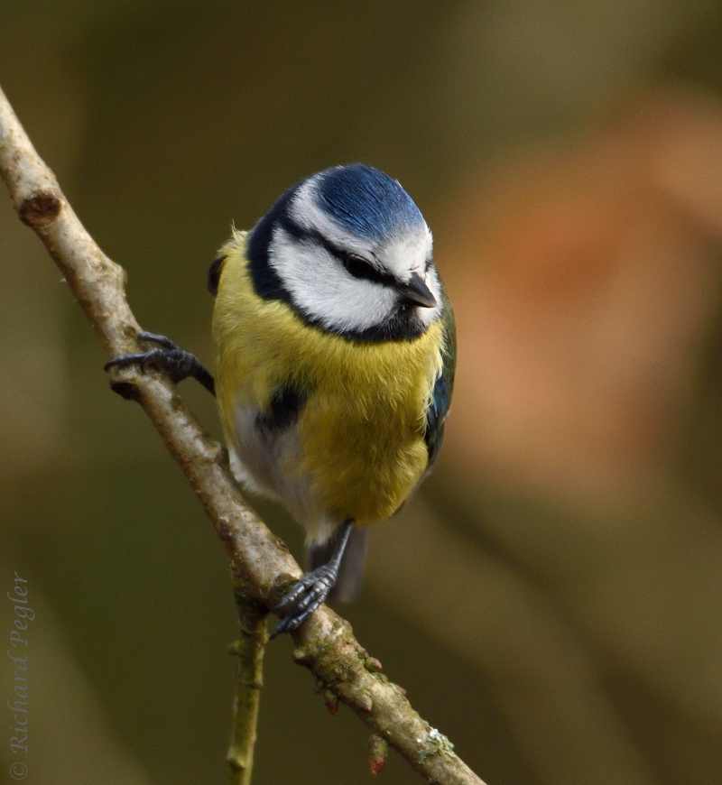 Pegler Birding: Oakthorpe Colliery - on 16th January, 2018
