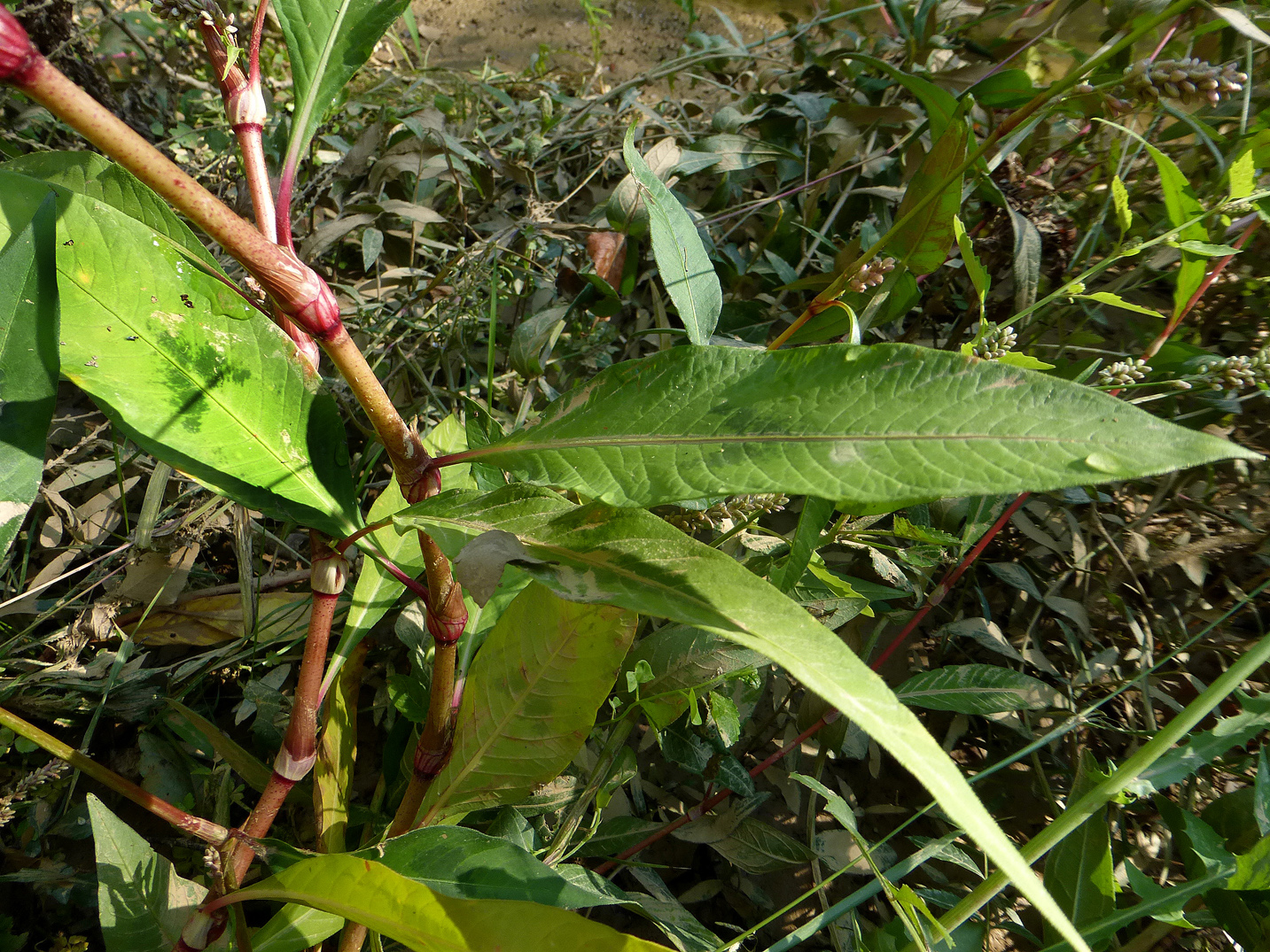 rocayflor: Polygonum persicara, Polygonum lapathifolium. Persicaria