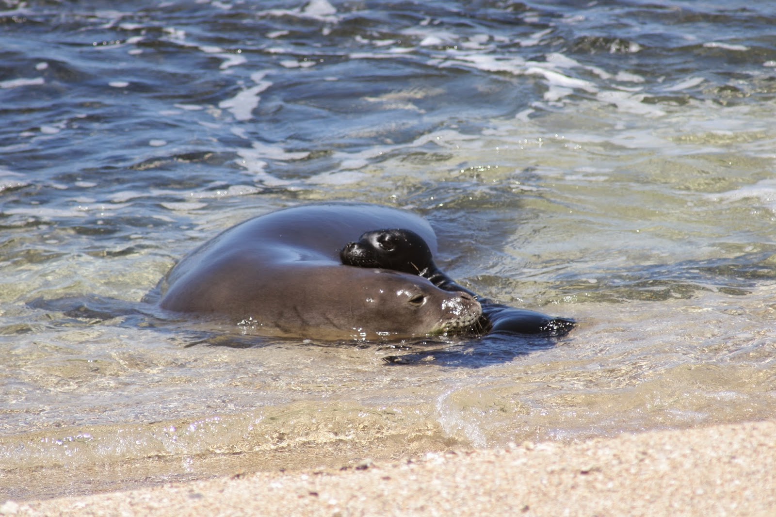 Animals of the world: Hawaiian monk seal