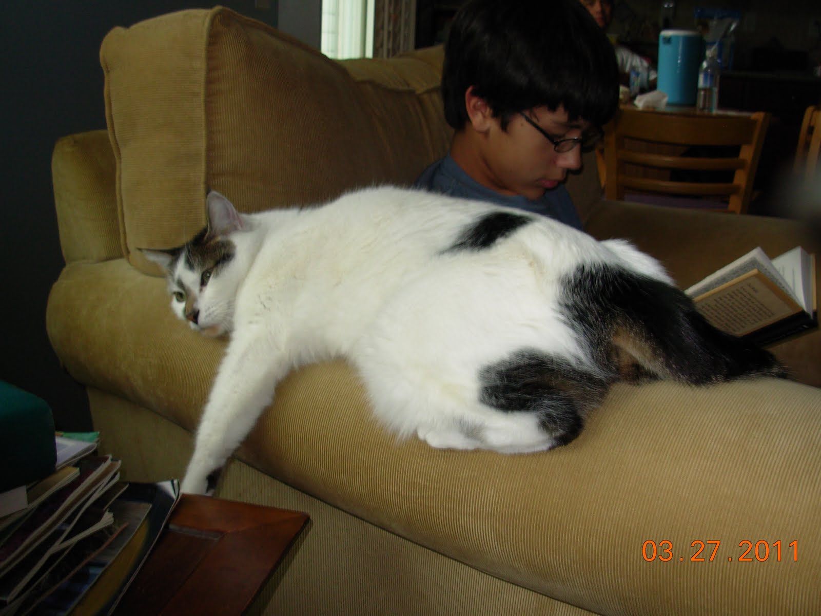 Lori Pori What's the Story?: Super Fat, Stealth Cat