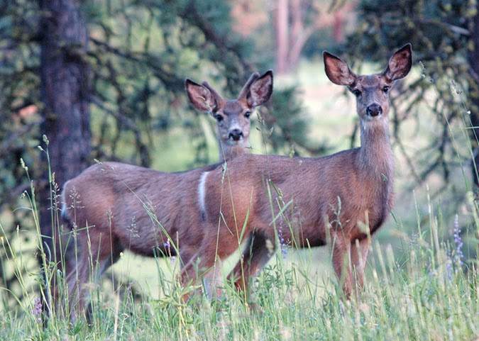 Mule Deer