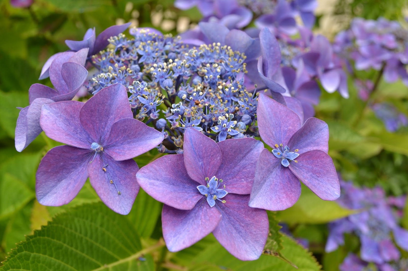 Home Garden + Design: Hydrangeas: The Embroidered Globes