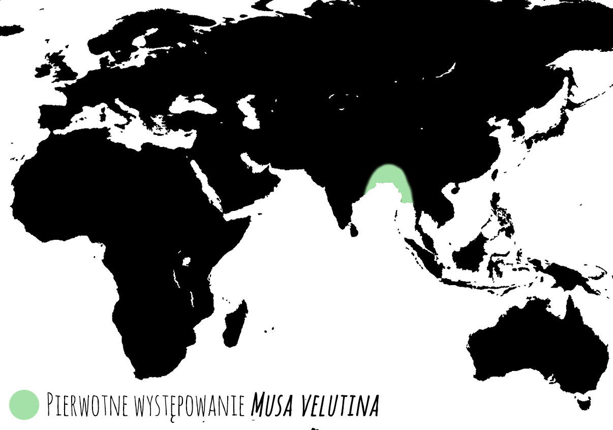 Musa velutina, czyli różowy bananowiec