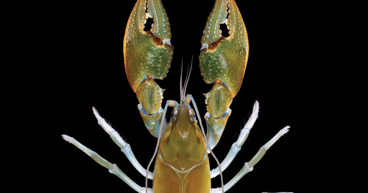 Cambarus Diogenes Range