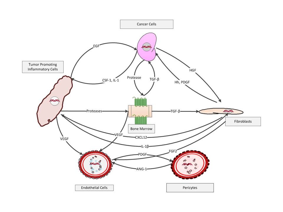 The Squirrel's Nest: A New View of Cancer Cell Growth