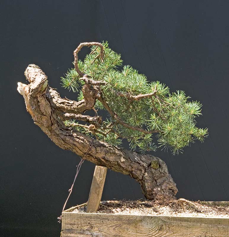 Walter Pall Bonsai Adventures: Scots Pine #15