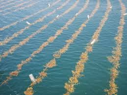 BUDIDAYA RUMPUT LAUT