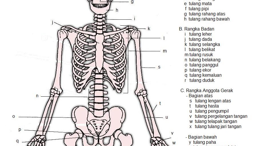 19+ Struktur Kerangka Manusia