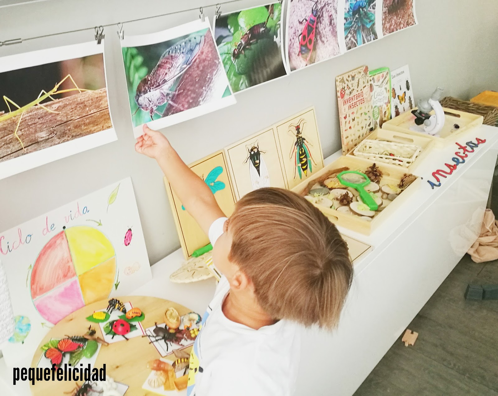 PEQUEfelicidad: NUESTRO PROYECTO INSECTOS: 20 ACTIVIDADES MONTESSORI ...