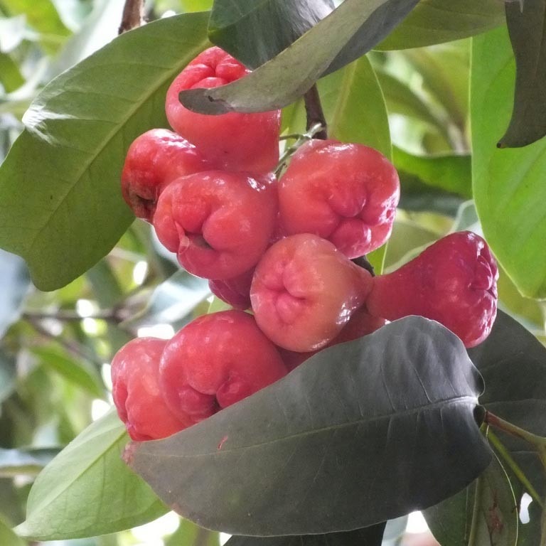 Jambo - Syzygium jambos