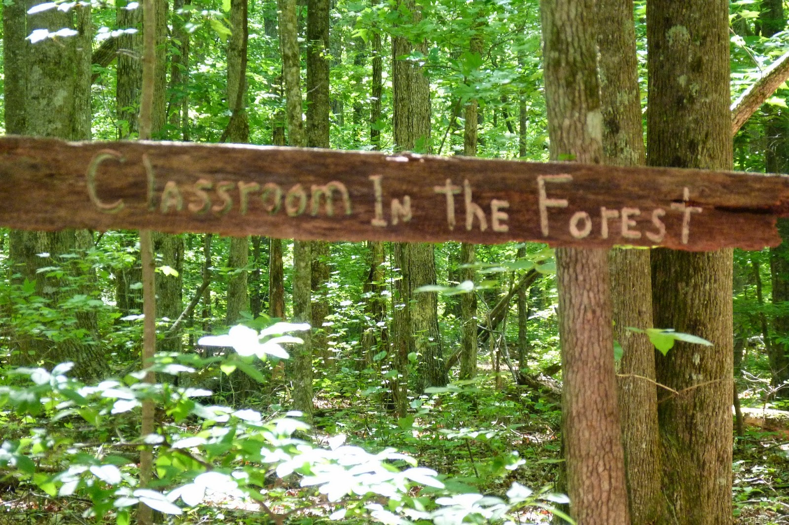 Private Forest Landowner: Classroom In The Forest