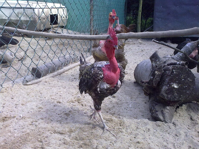 Amatorska hodowla drobiu ozdobnego: Rasy