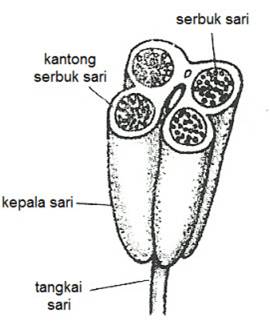 Alat Kelamin Bunga ~ Kenali Alam