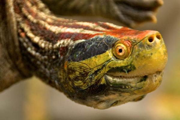 Reptile Research and Conservation Trust Of India: TURTLES Of INDIA