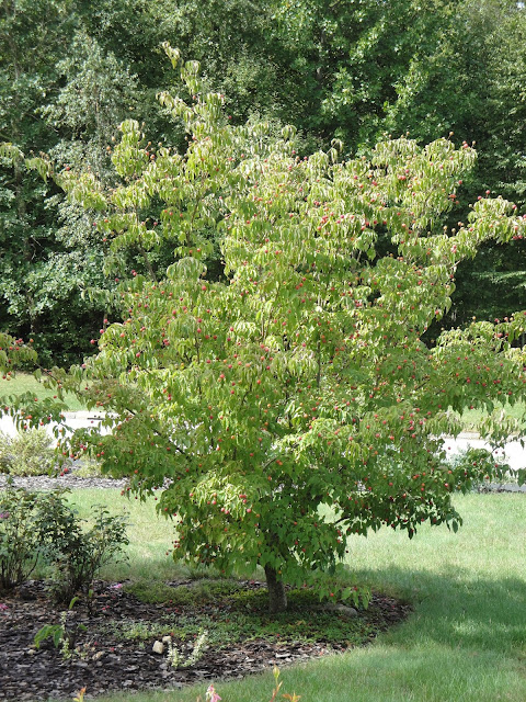 The Pringle Plan: Dogwood Tree Provides a Touch of Christmas in Fall