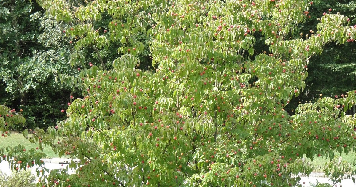 The Pringle Plan: Dogwood Tree Provides a Touch of Christmas in Fall