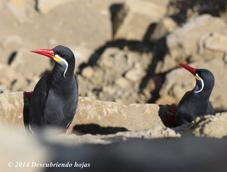 Descubriendo hojas: Las aves y el mar en Lima