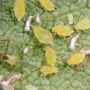 Animal World: What Are Aphids?