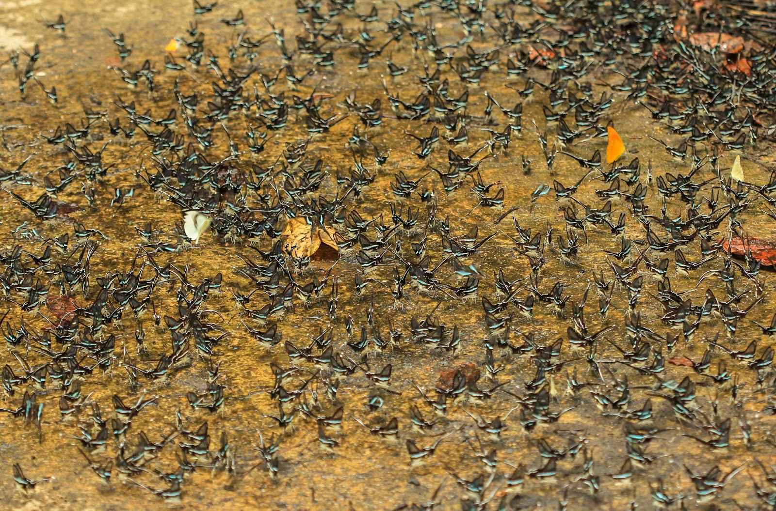 Butterflies of Vietnam: 162. Lamproptera meges (The Green Dragontail)