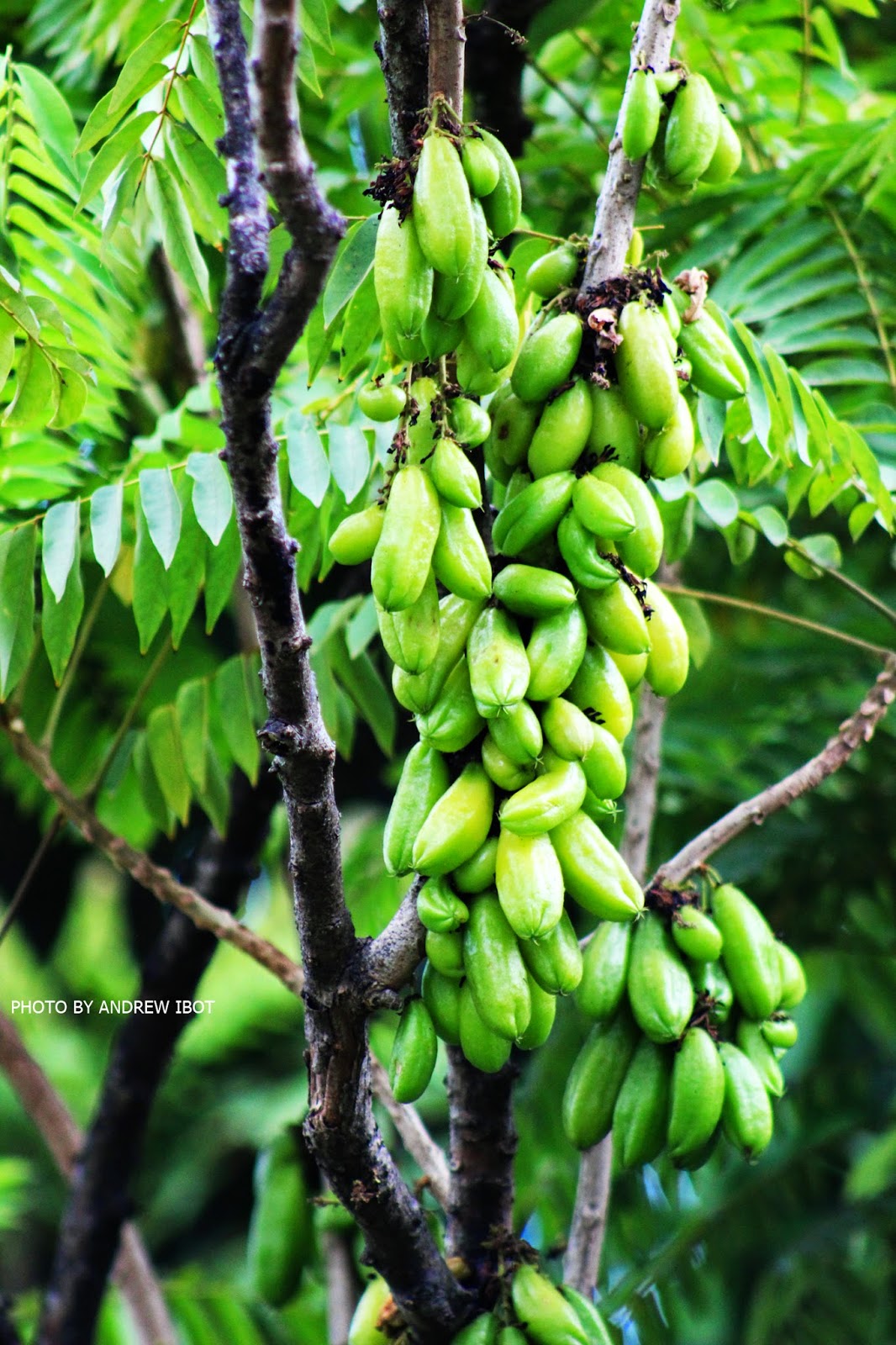 Ako si ANDREW IBOT!: Kamias (Averrhoa bilimbi)