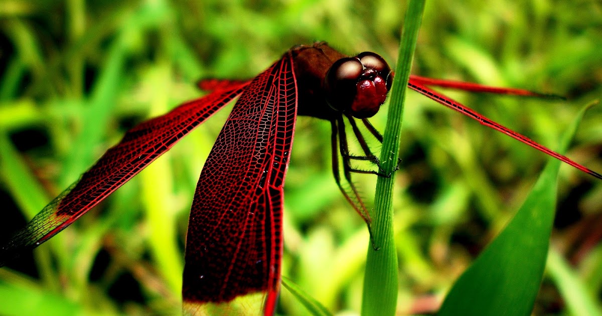 capung merah - photography ge_er