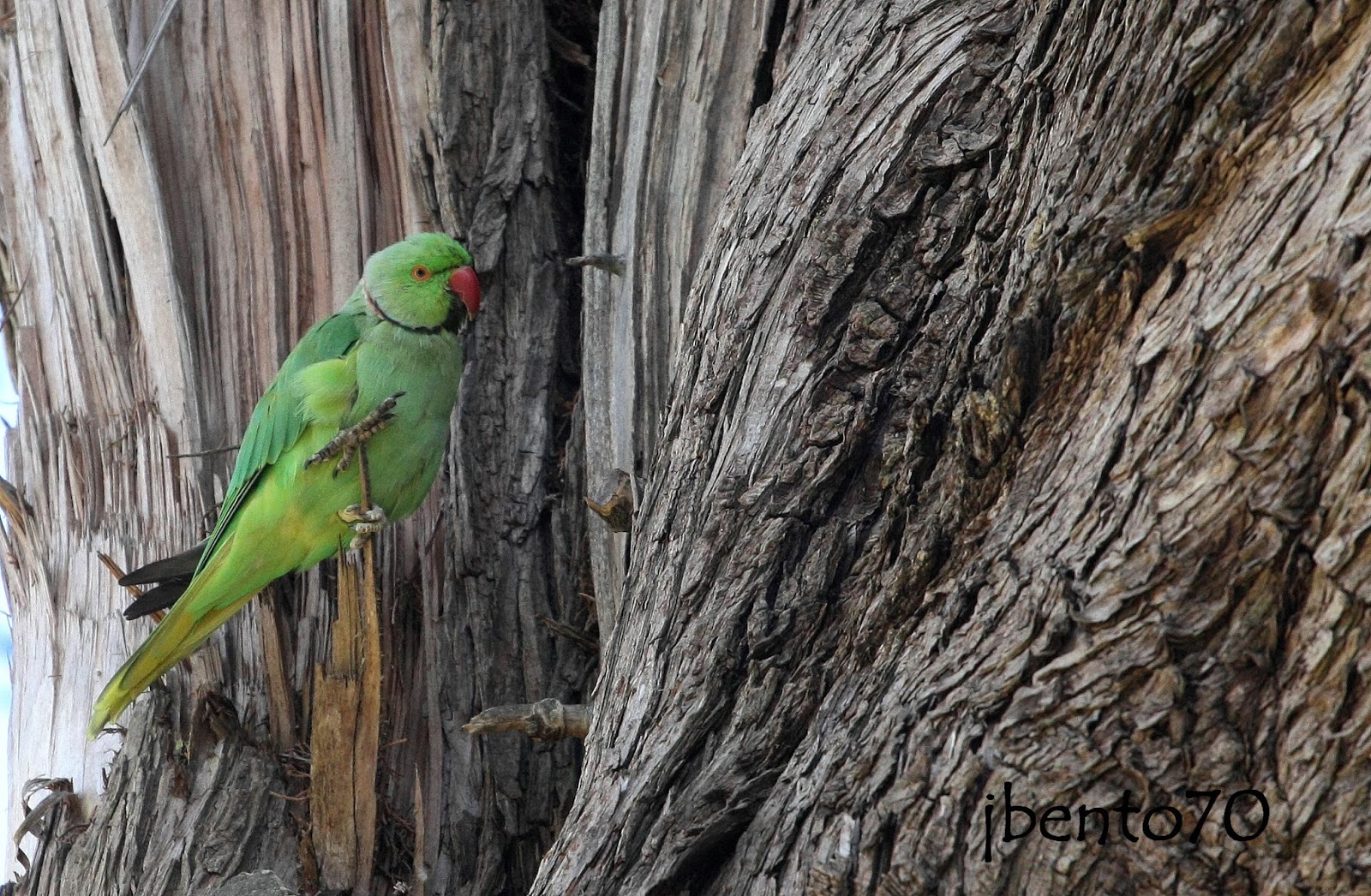 Birding Cascais: Periquito-rabijunco / Rose-ringed Parakeet ...