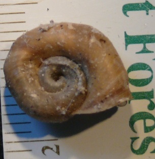 Freshwater Gastropods of North America: Freshwater Snails and Passerine ...