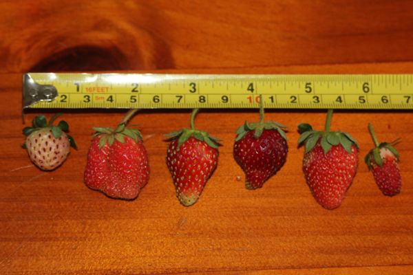 Mudflower: Pineberries, Strasberries and Bubbleberries