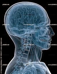 El Cuerpo Humano: LA CABEZA