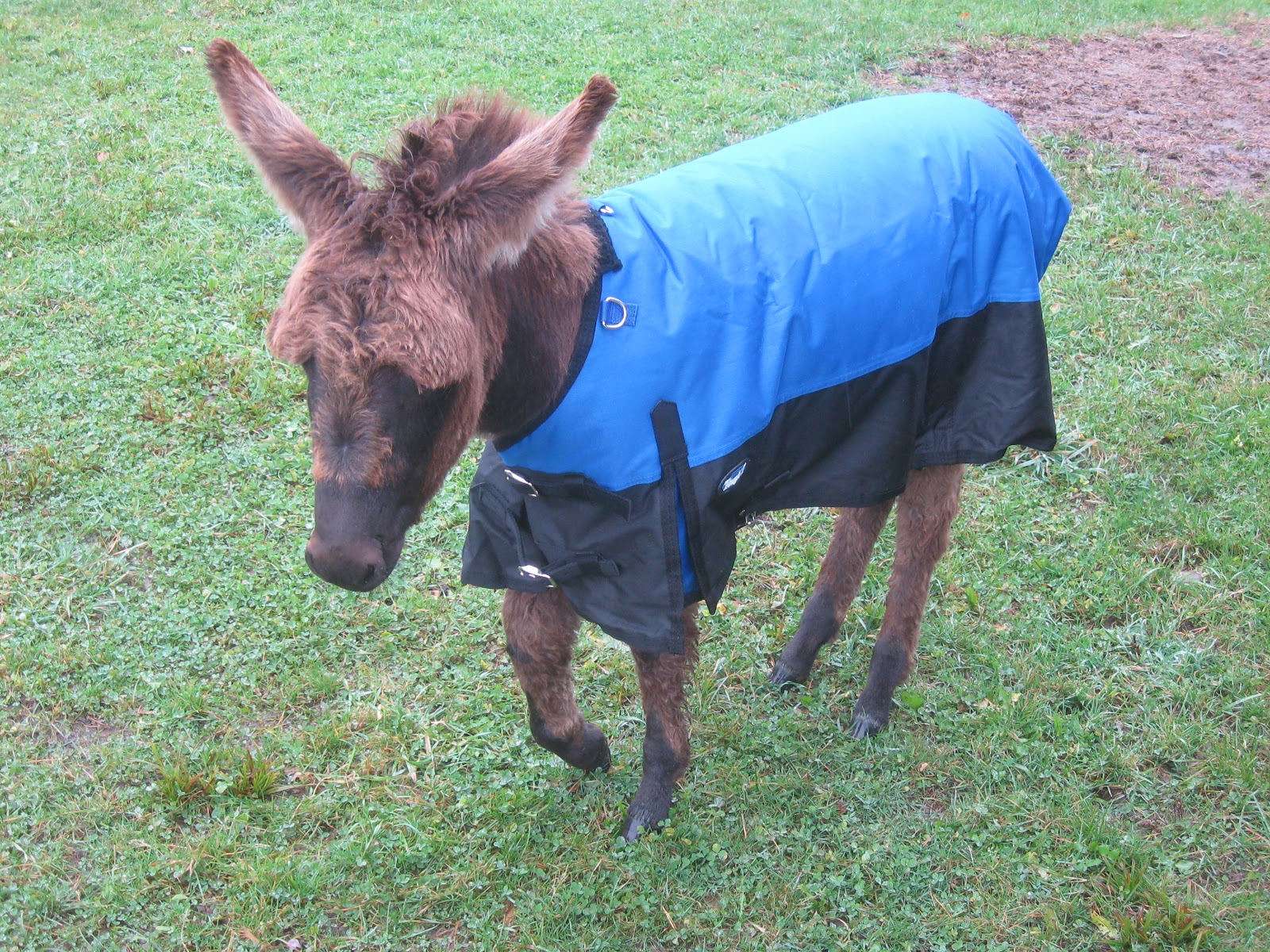 The Dancing Donkey: A Very Sick Donkey