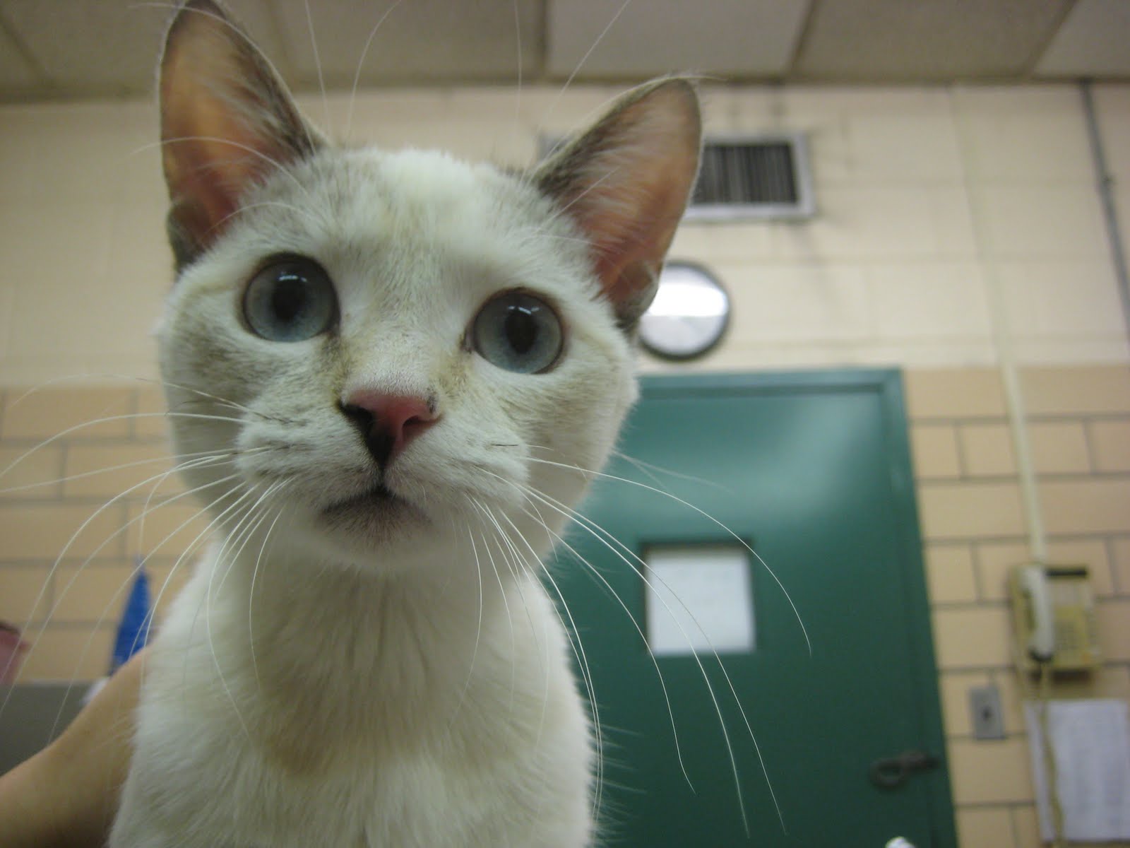 Hyde Park Cats | TNR: Siamese cats at AWL