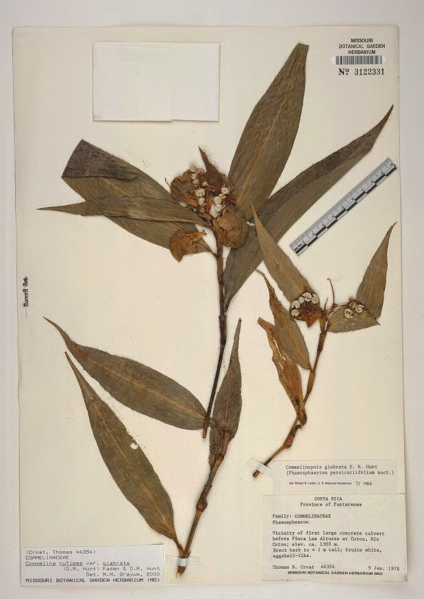 Flora de Puerto Rico Ilustrada Papo Vives: COMMELINACEAE COMMELINA RUFIPES