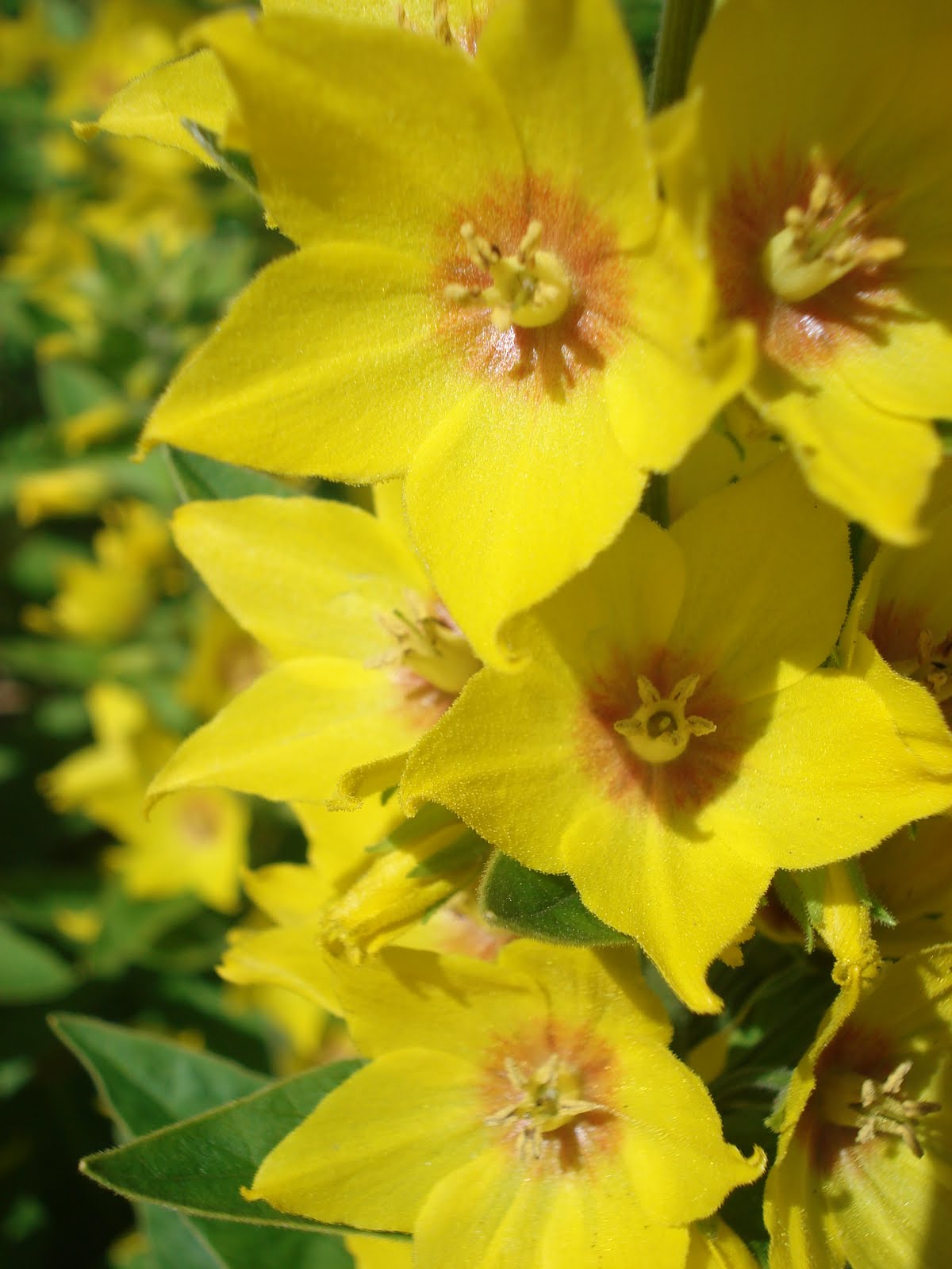 Villitystä Savonlinnan seudulla: Tarha-alpi ja ukonkello, vanhan ajan ...