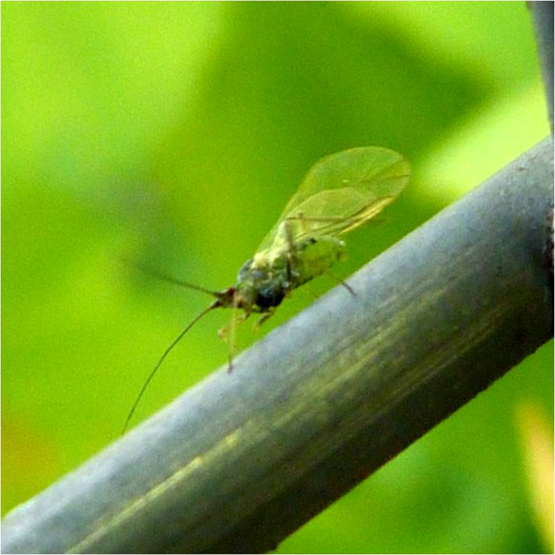 Insects of Scotland: True Bugs