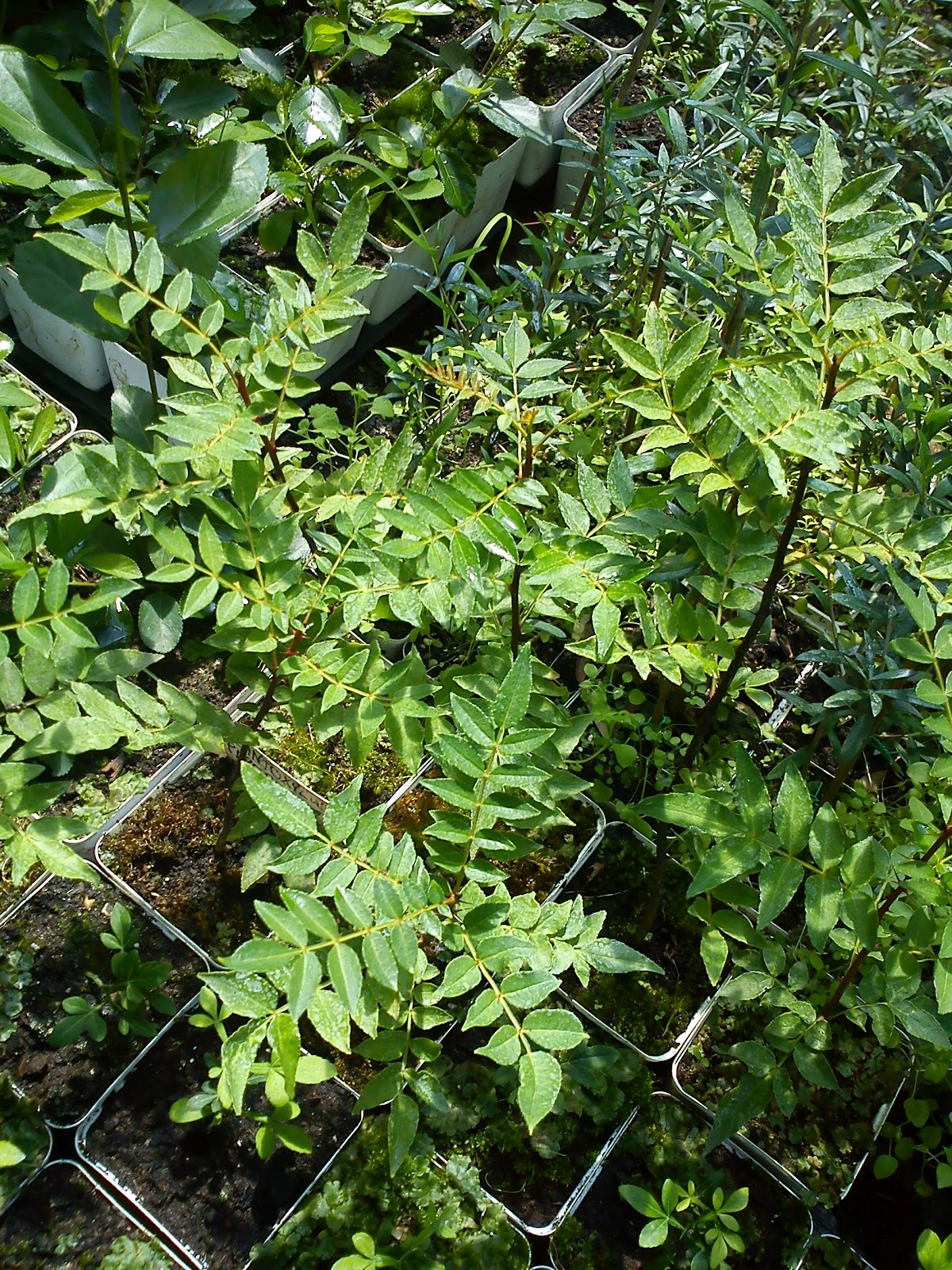 Zioła z Odległych Krain: Zanthoxylum piperitum - Żółtodrzew Pieprzowy ...